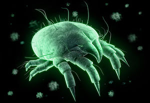 Hausstaubmilbenallergie » Was ist eine Hausstaubmilbenallergie ...